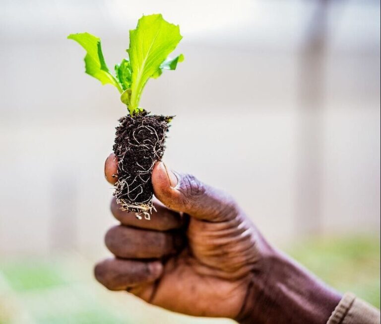 Dicla Horticulture - Dicla Horticulture